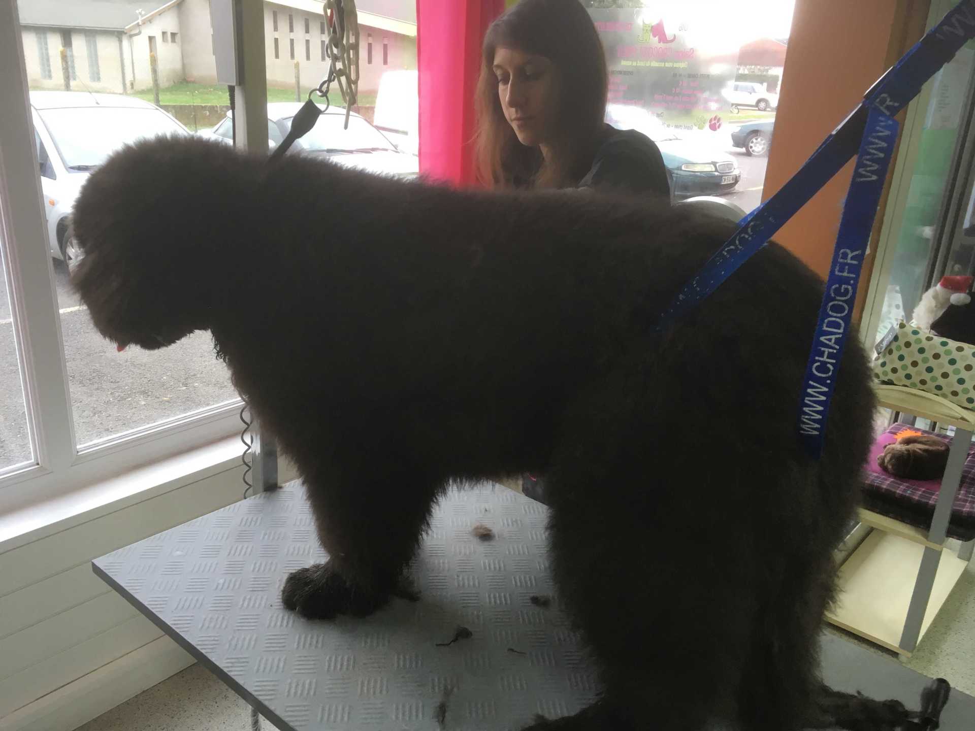 TOILETTAGE DU CHIEN