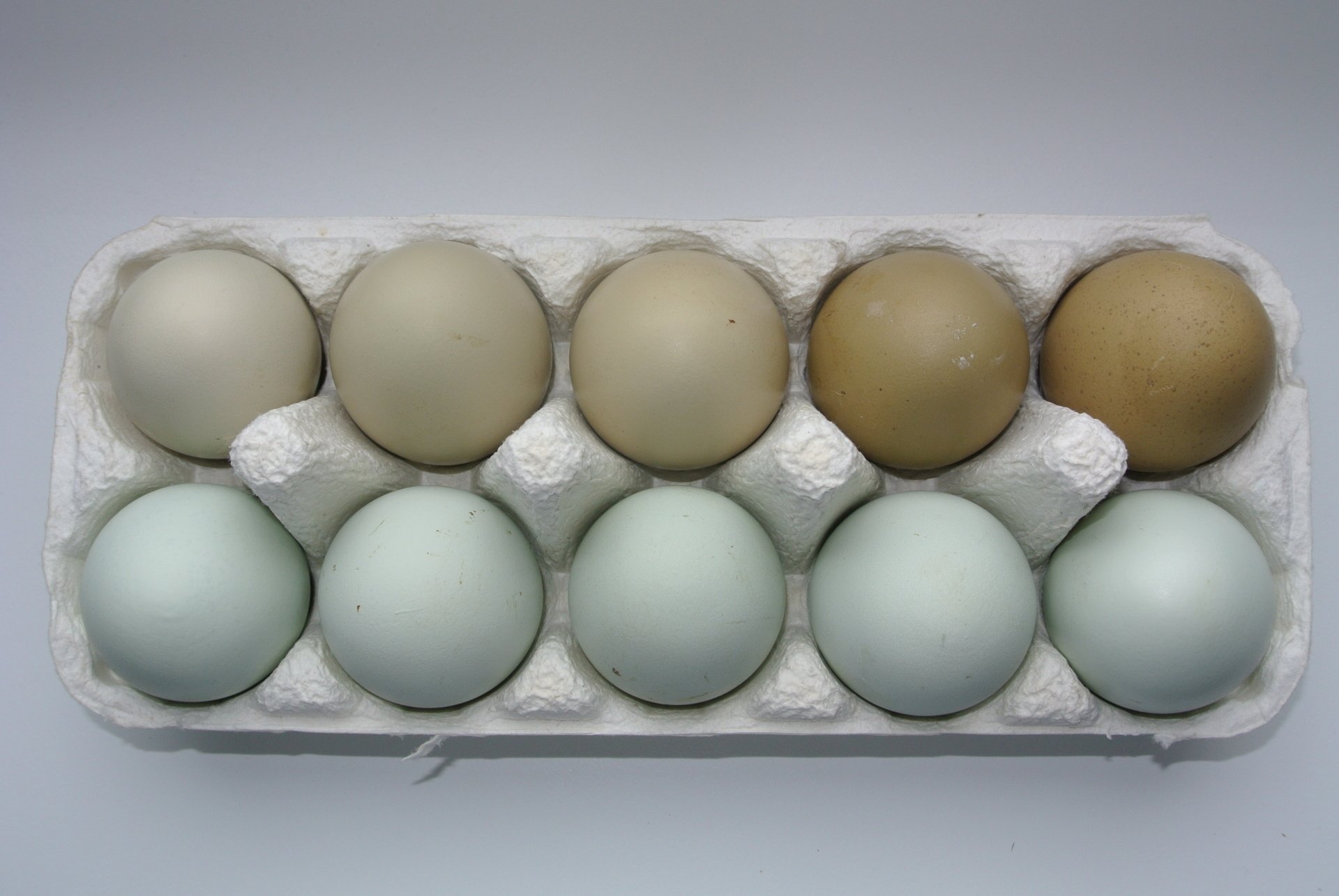 Unsere Hühner legen von Natur aus bunte Eier.