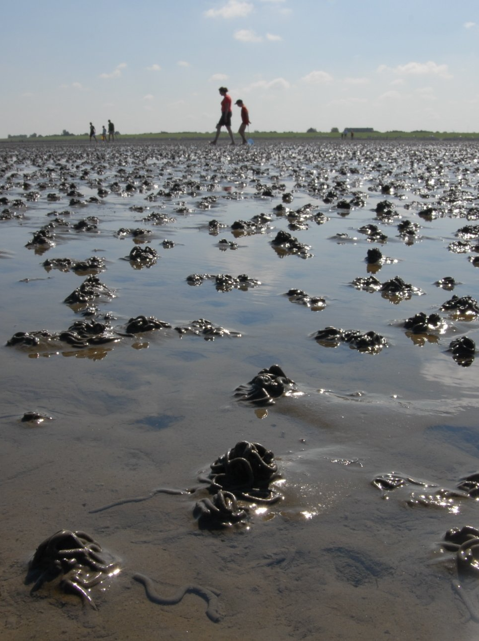 Nordseeheilbad Friedrichskoog