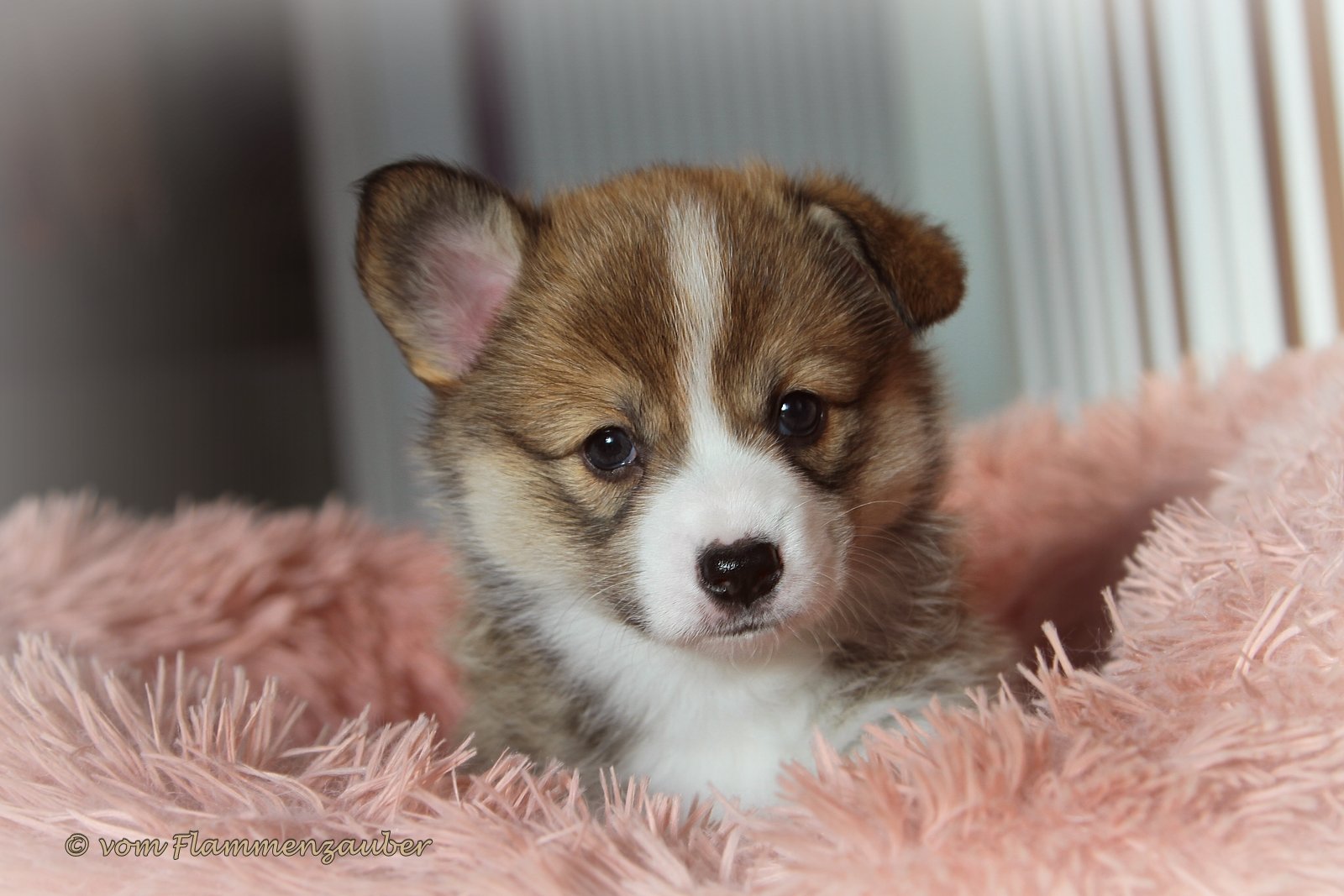 Corgi F-Wurf