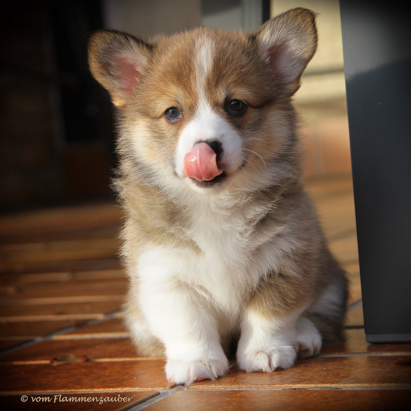 Corgi F-Wurf
