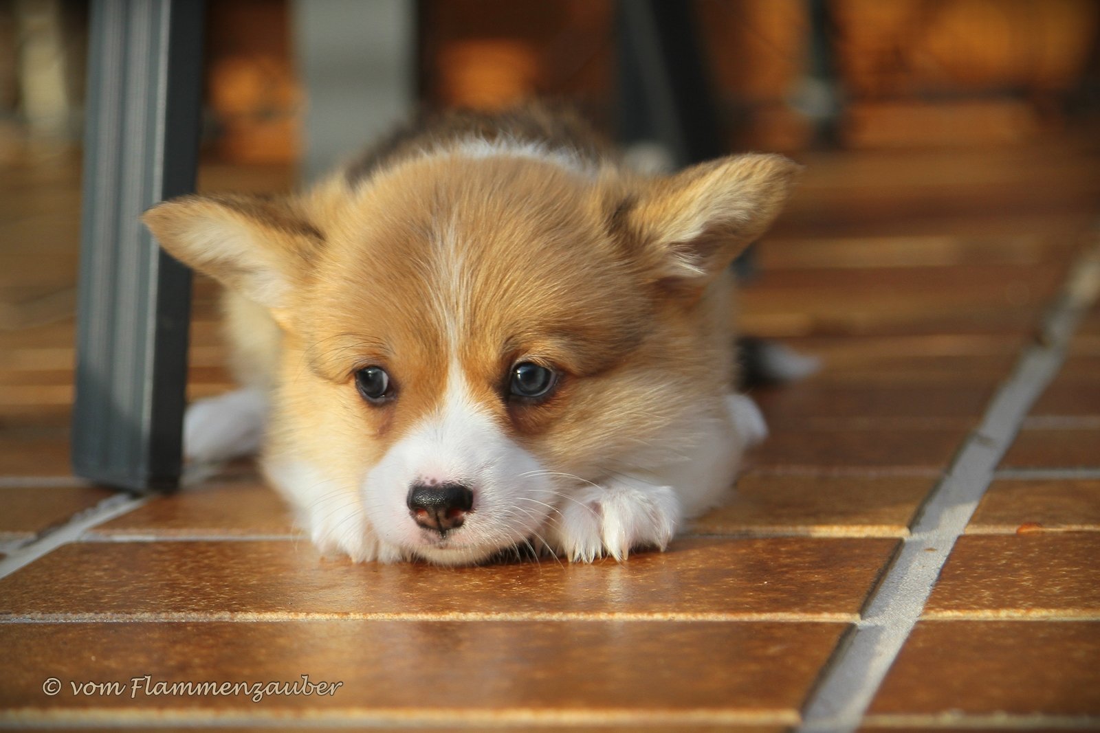 Corgi F-Wurf