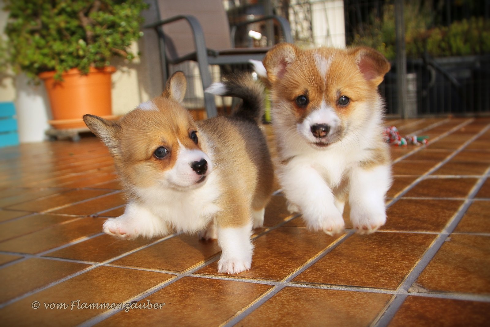 Corgi F-Wurf