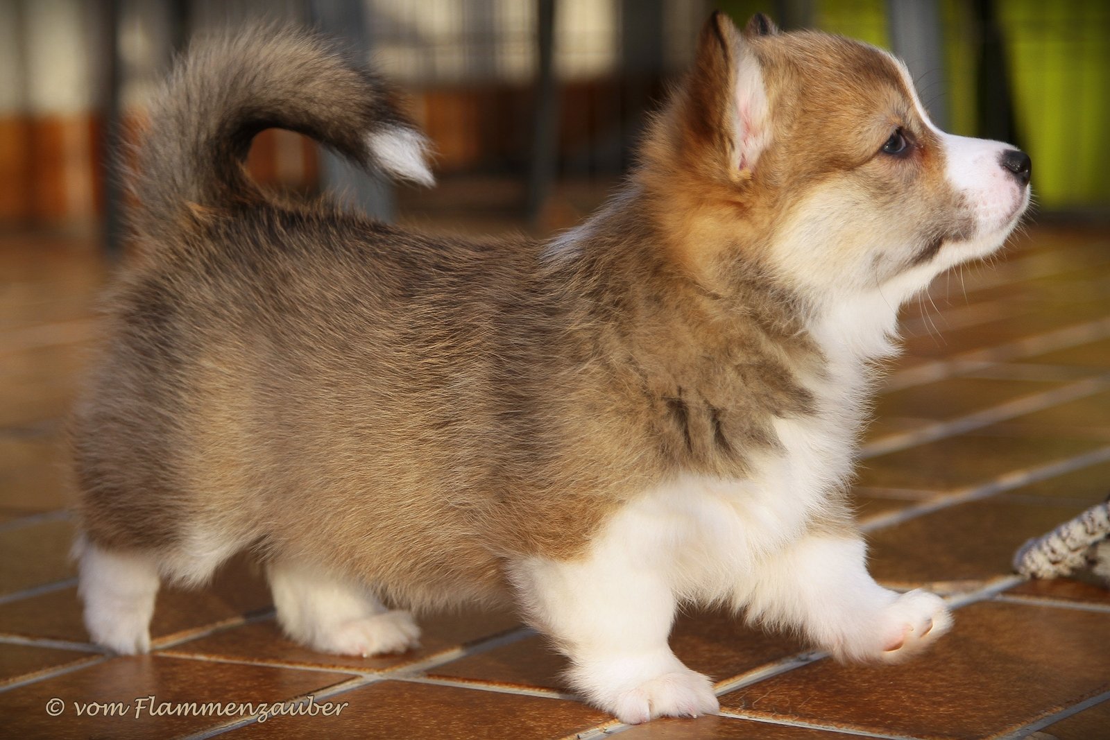 Corgi F-Wurf