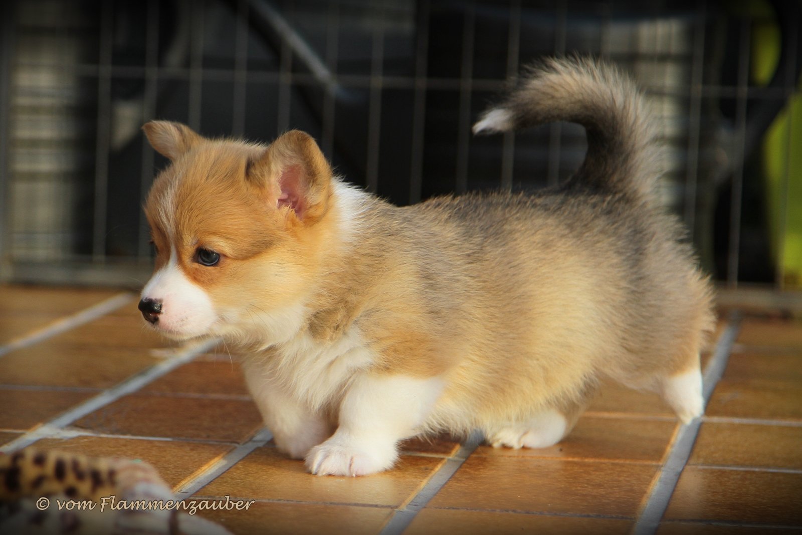 Corgi F-Wurf