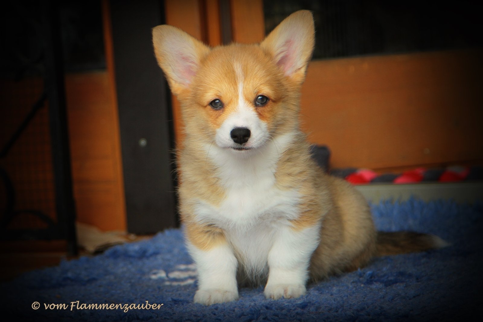 Corgi F-Wurf