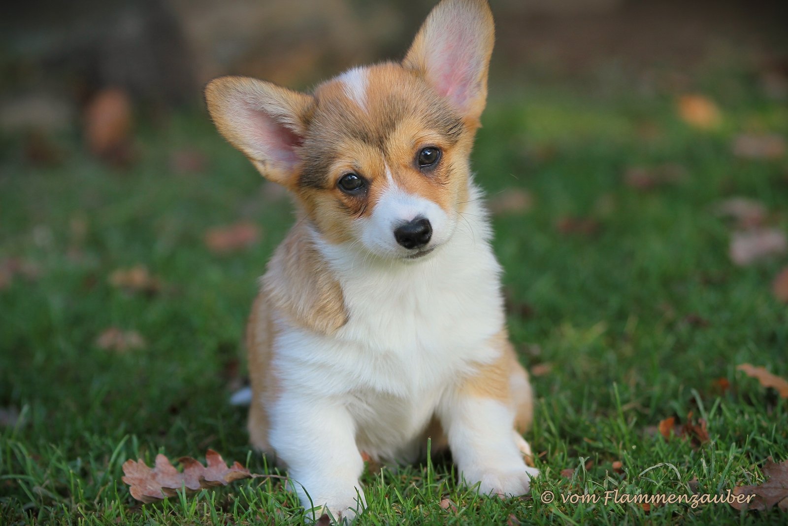 Corgi F-Wurf