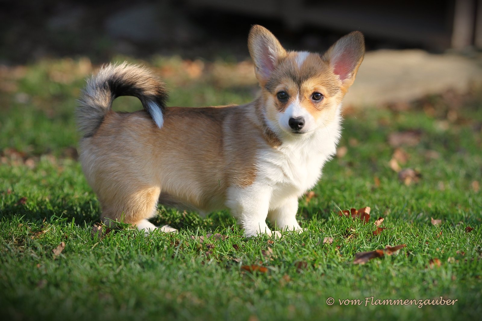 Corgi F-Wurf
