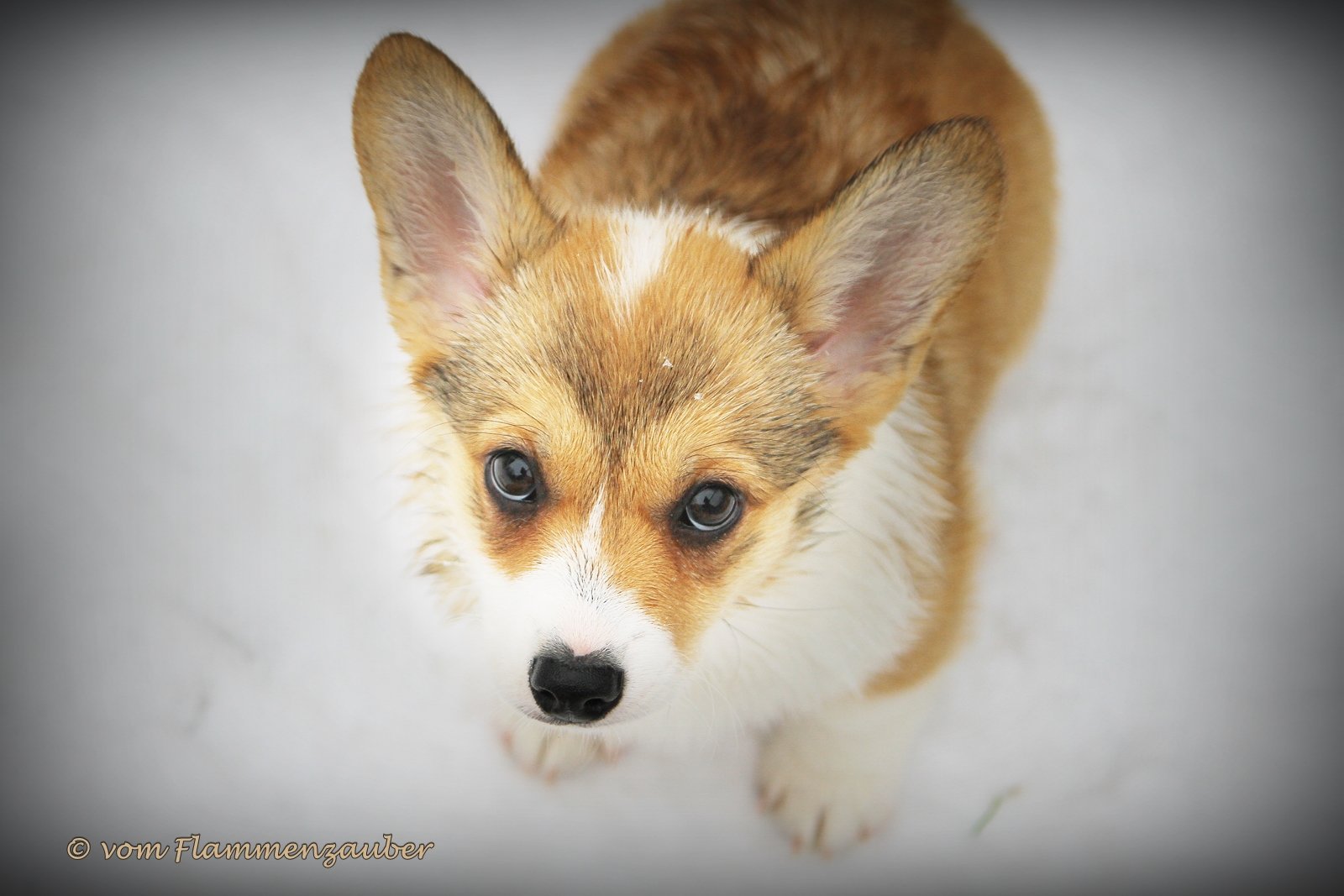 Corgi F-Wurf