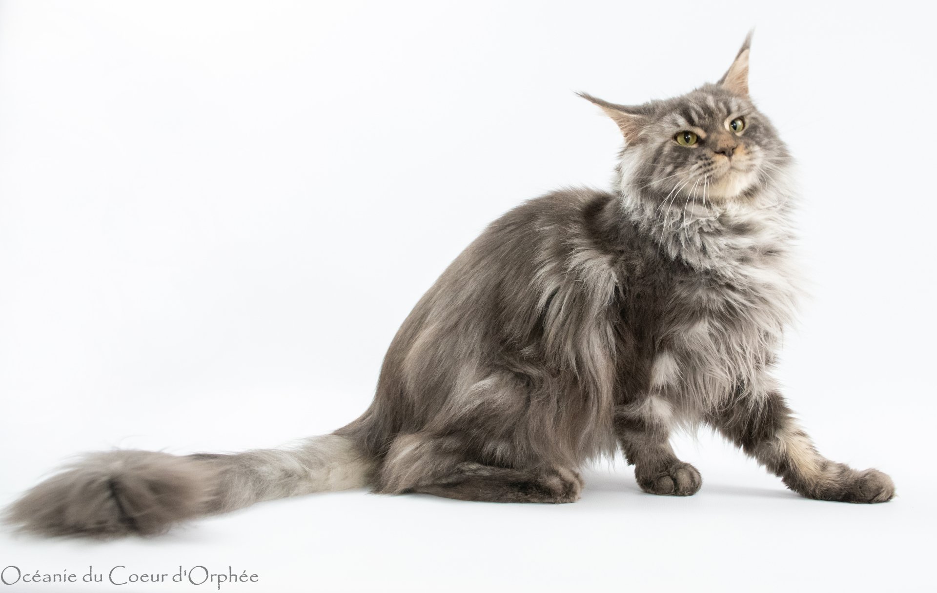 Oceanie de Catcoon Aimerod