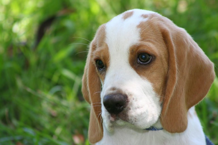 Le Beagle