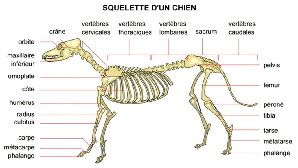 L'anatomie et la morphologie du chien