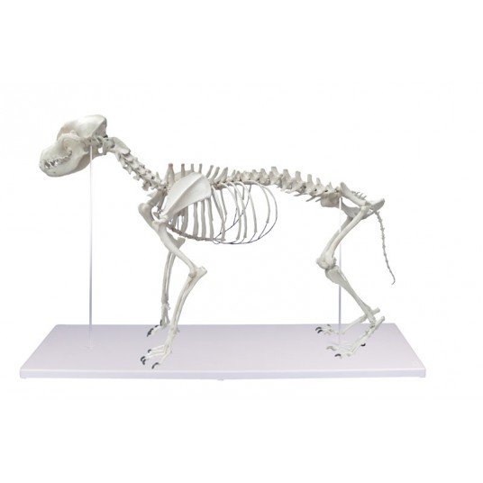 L'anatomie et la morphologie du chien