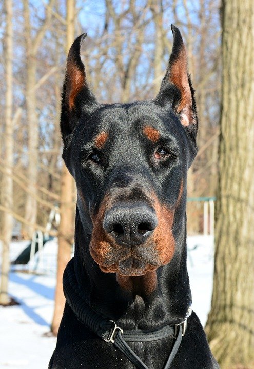 Le Dobermann