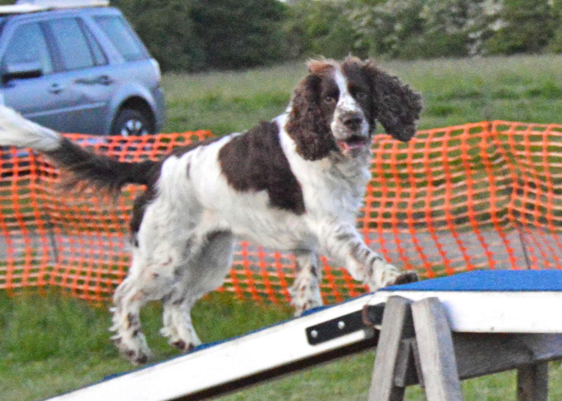 Burnham & District Dog Training