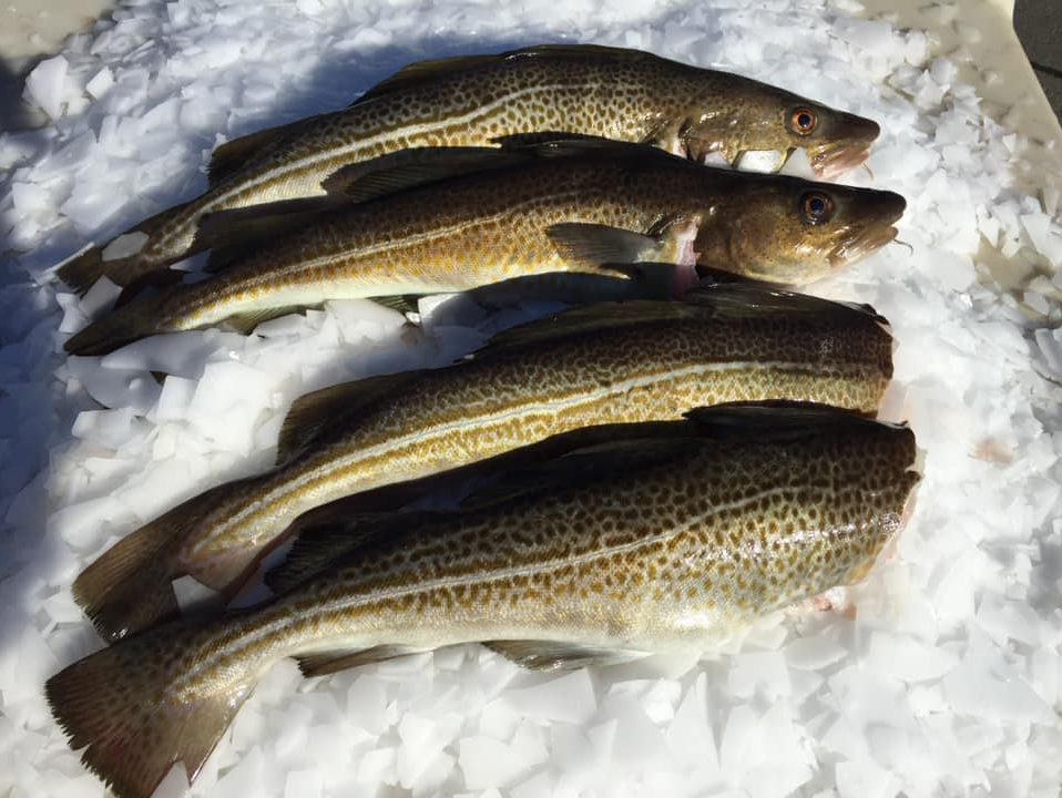 Fisch vom Fischer - Home