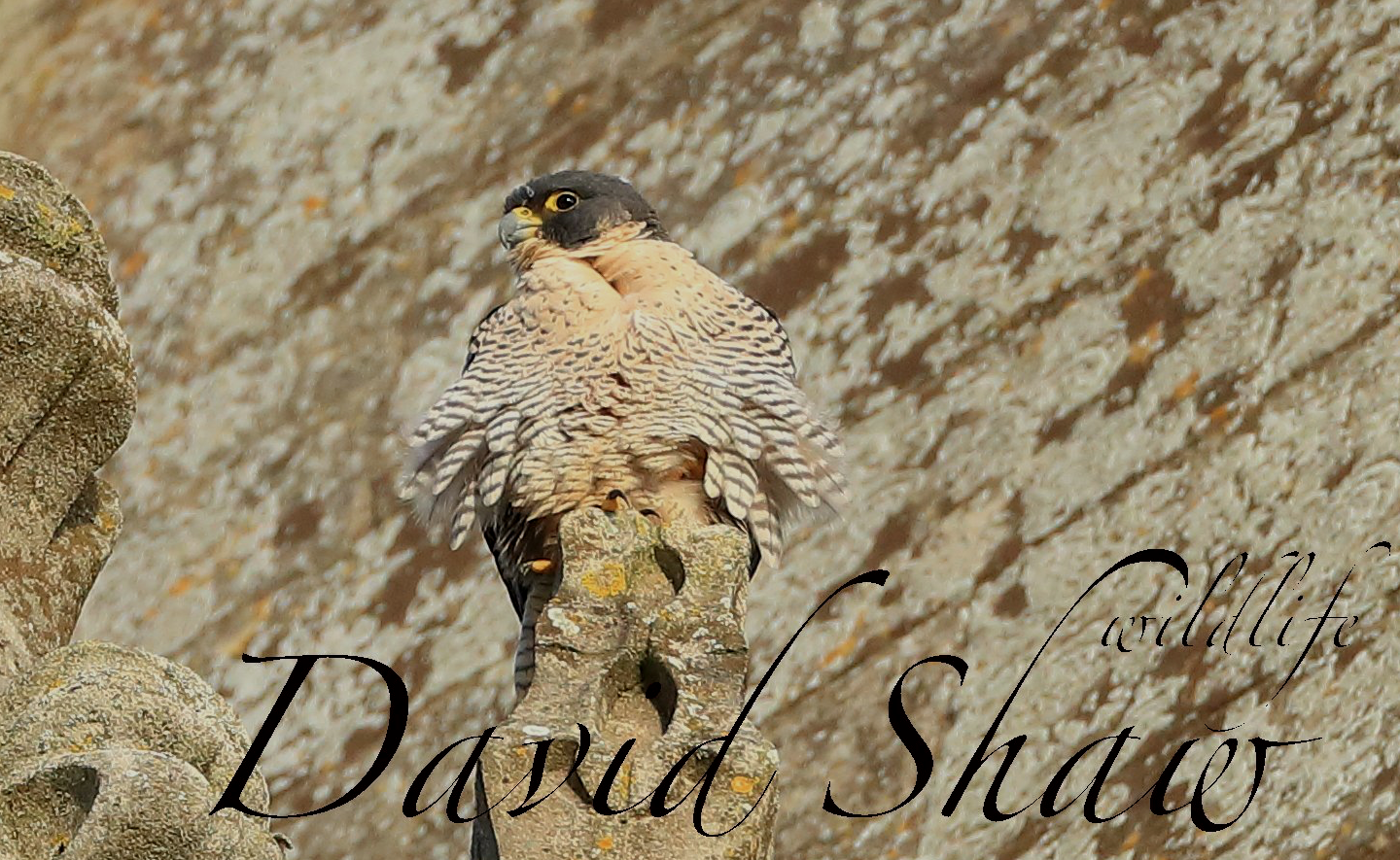 Chichester Peregrines