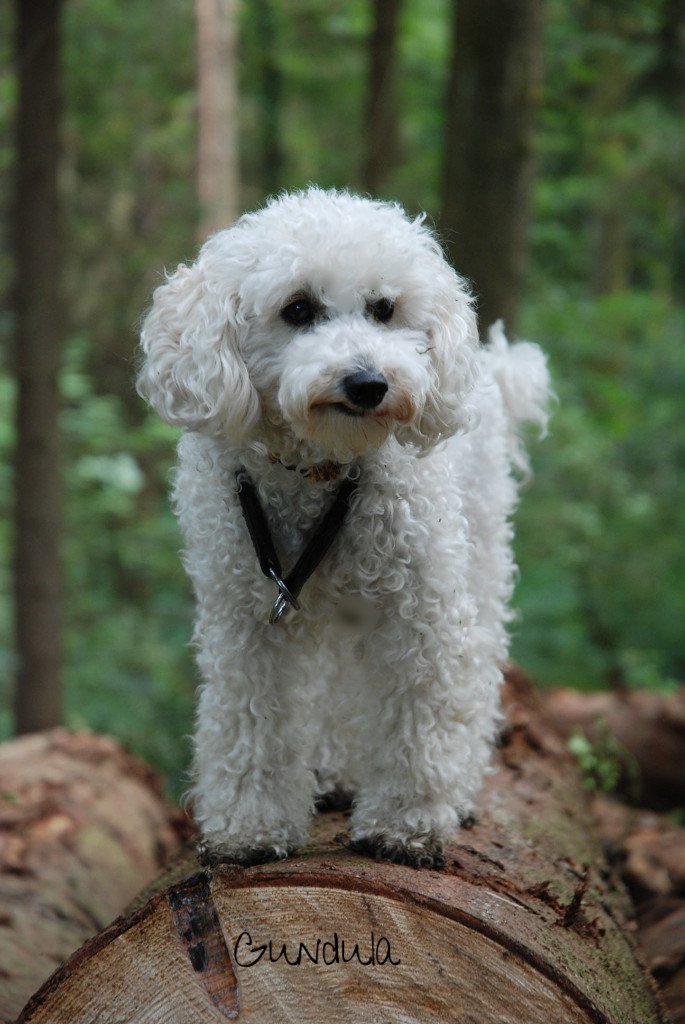 zwergpudel weiss