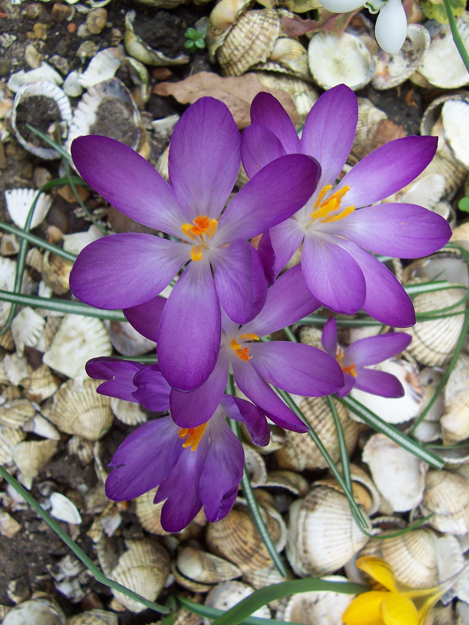 How to Grow Crocus Corms