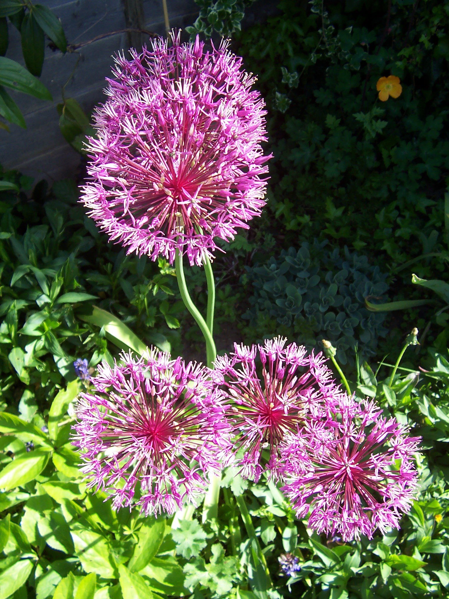How to Grow Allium Bulbs