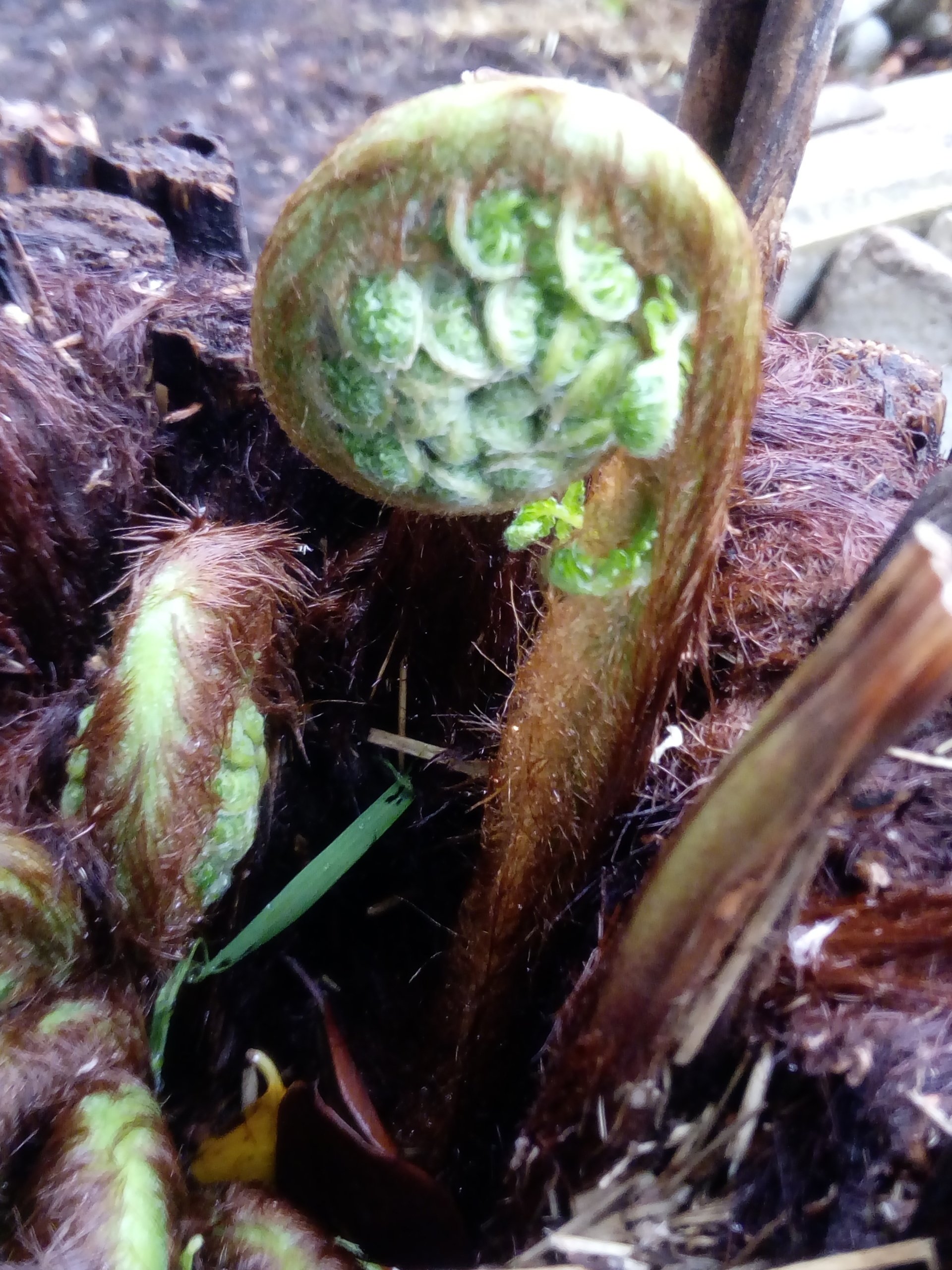 Jurassic Plants - Grow plants that the Dinosaurs knew!