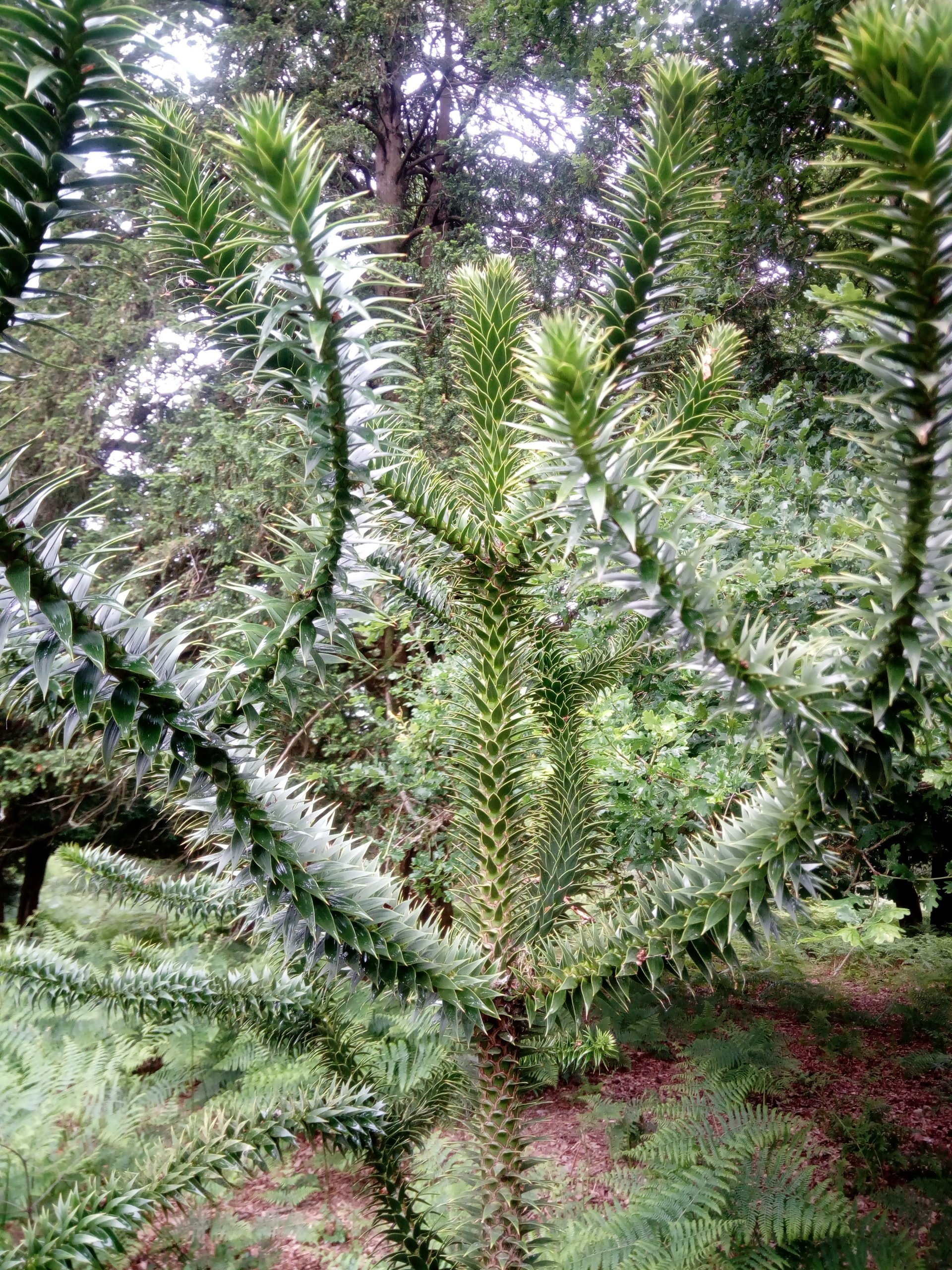 Jurassic Plants - Grow plants that the Dinosaurs knew!