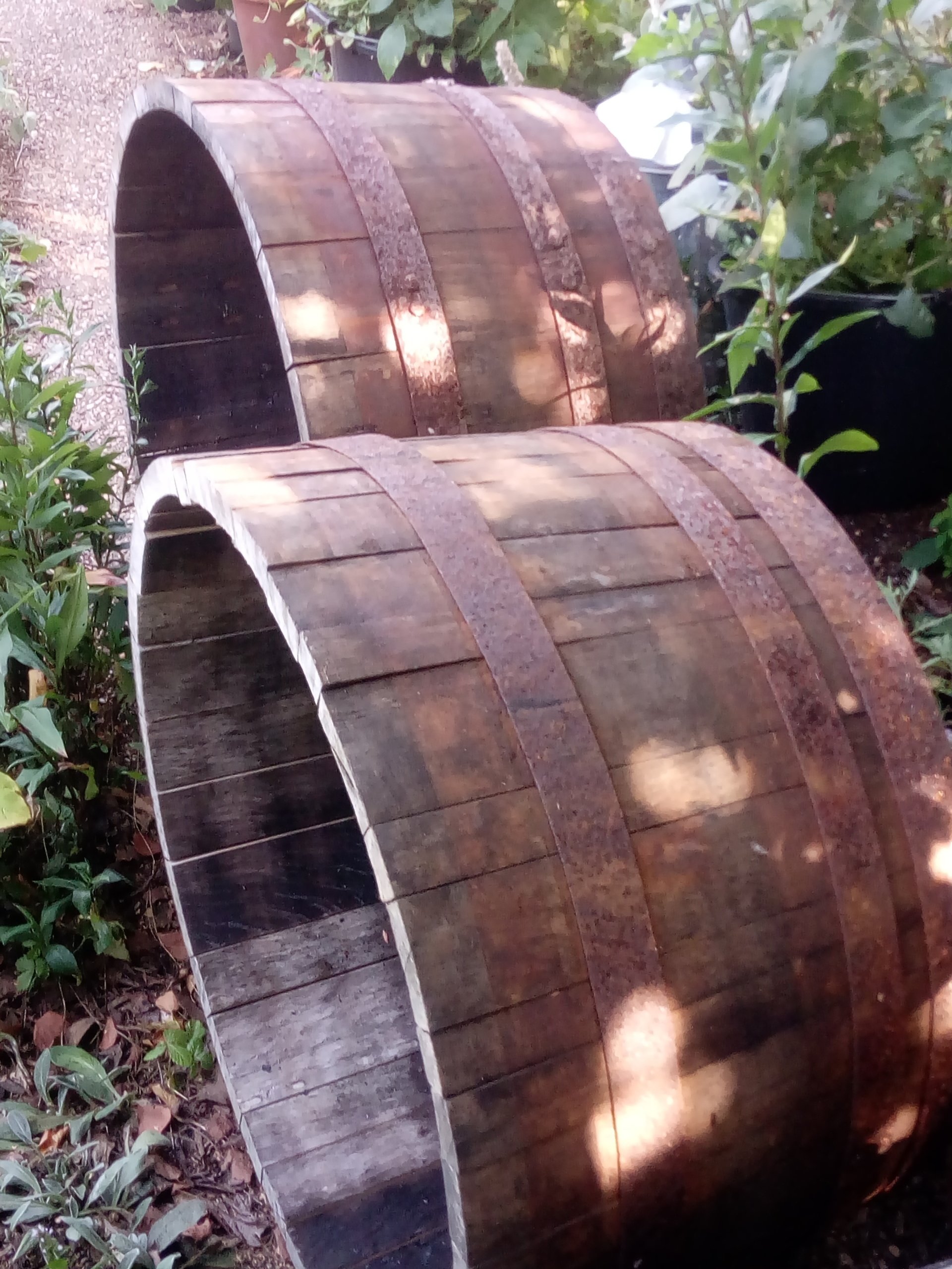 Planting Apples Trees into Wooden Half Oak Whisky Half Barrels