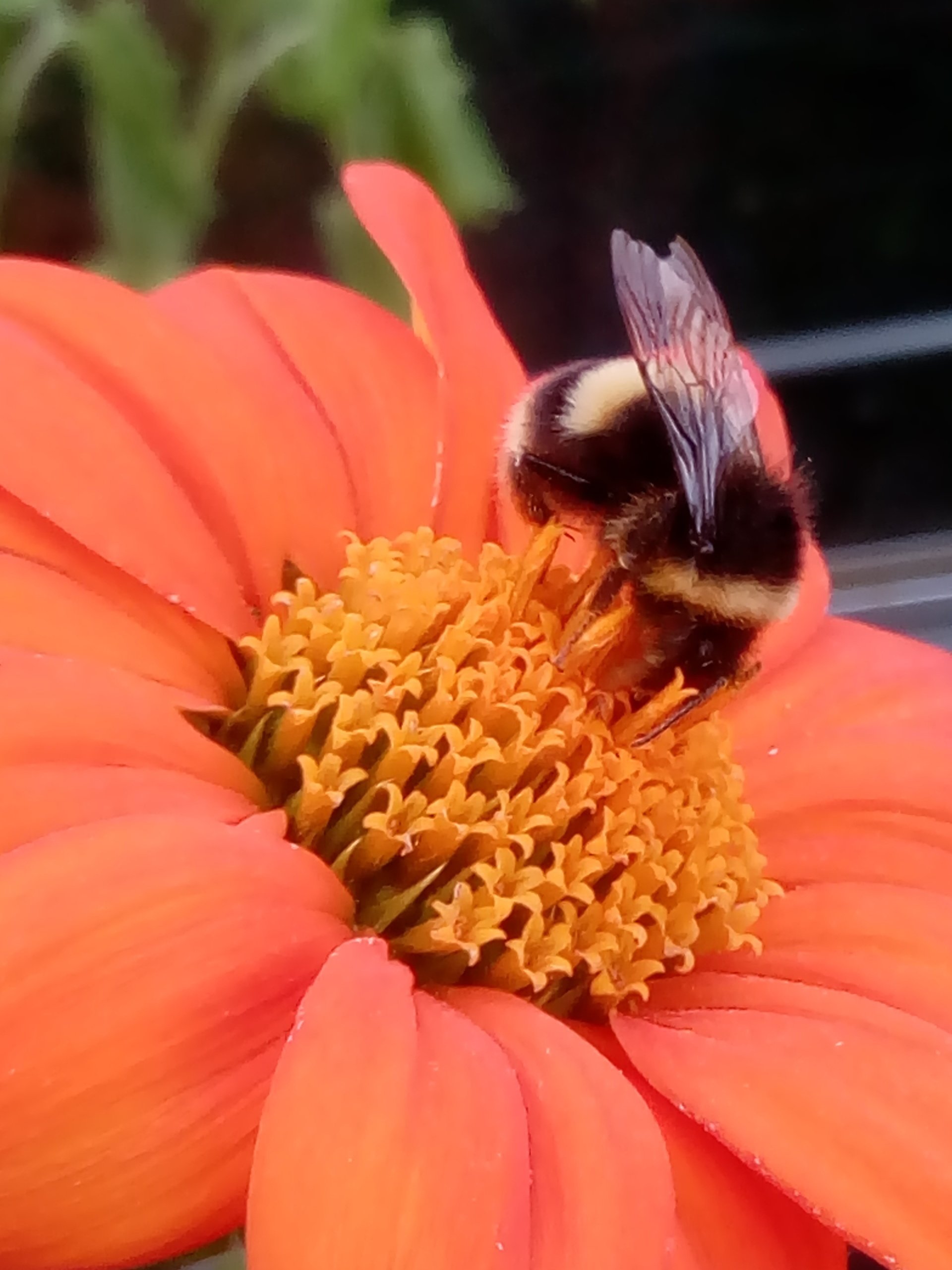Collecting Tithonia Seed