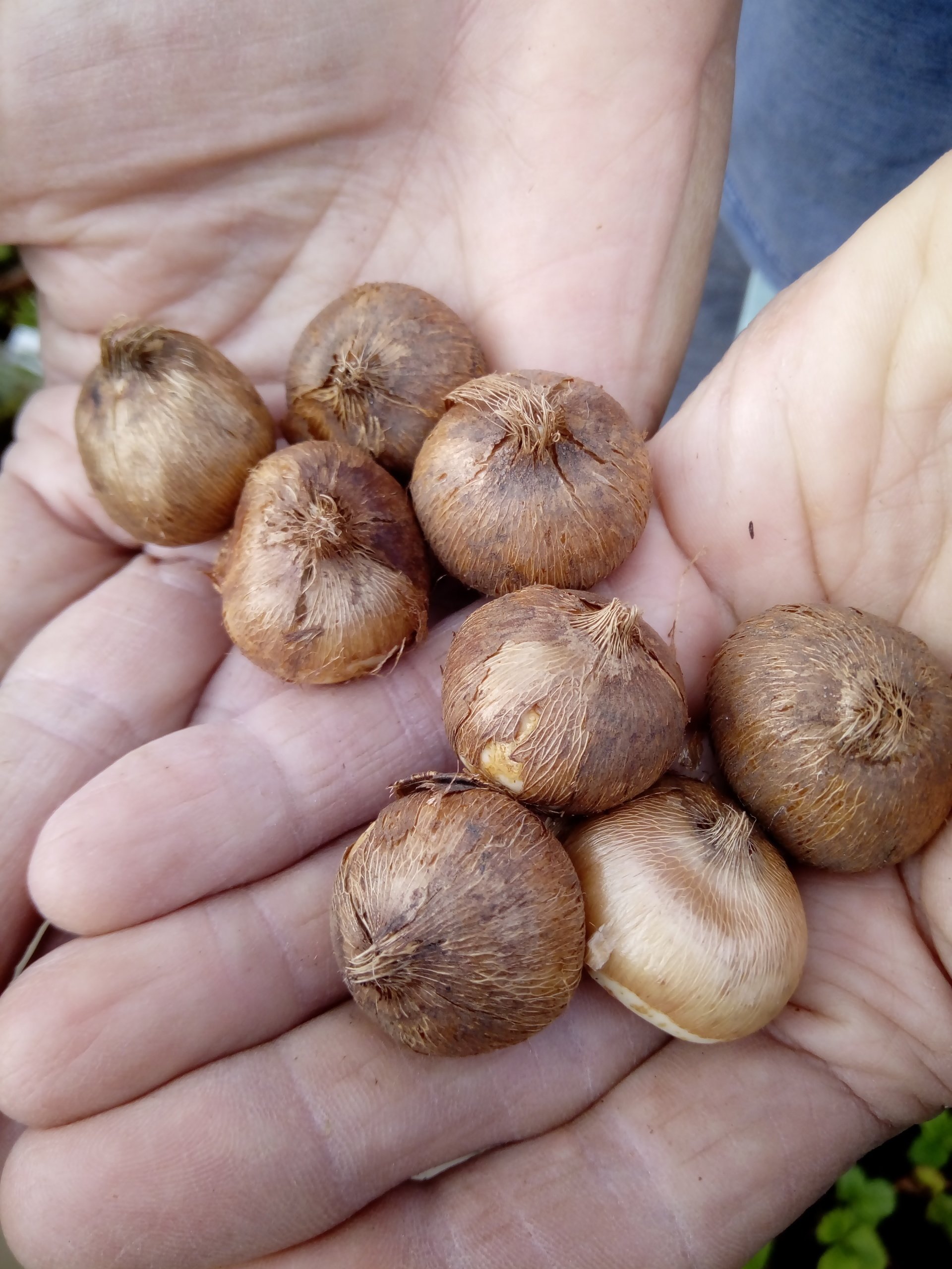 How to Grow Crocus Corms