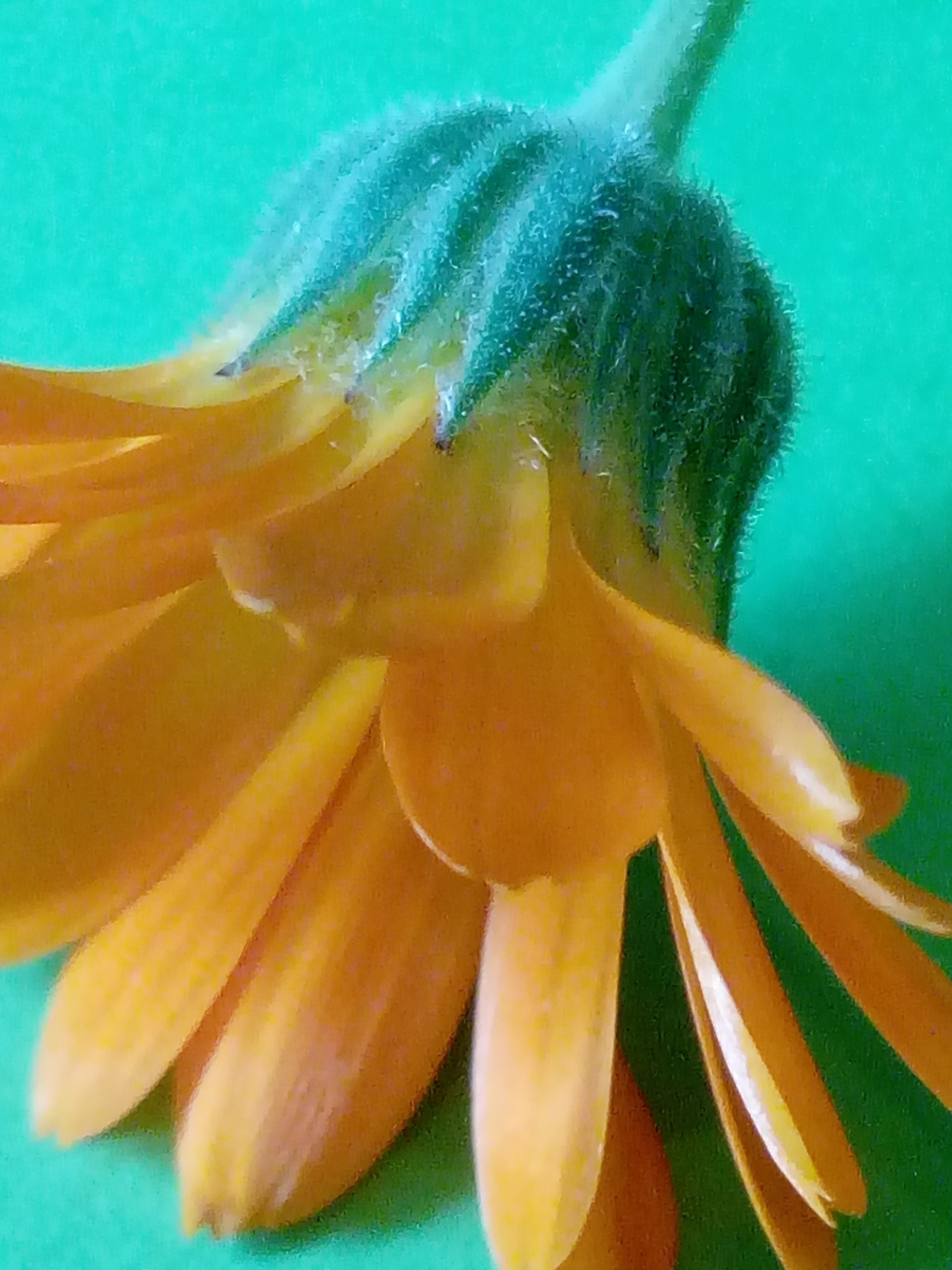 Collecting Calendula (Pot Marigold) Seed