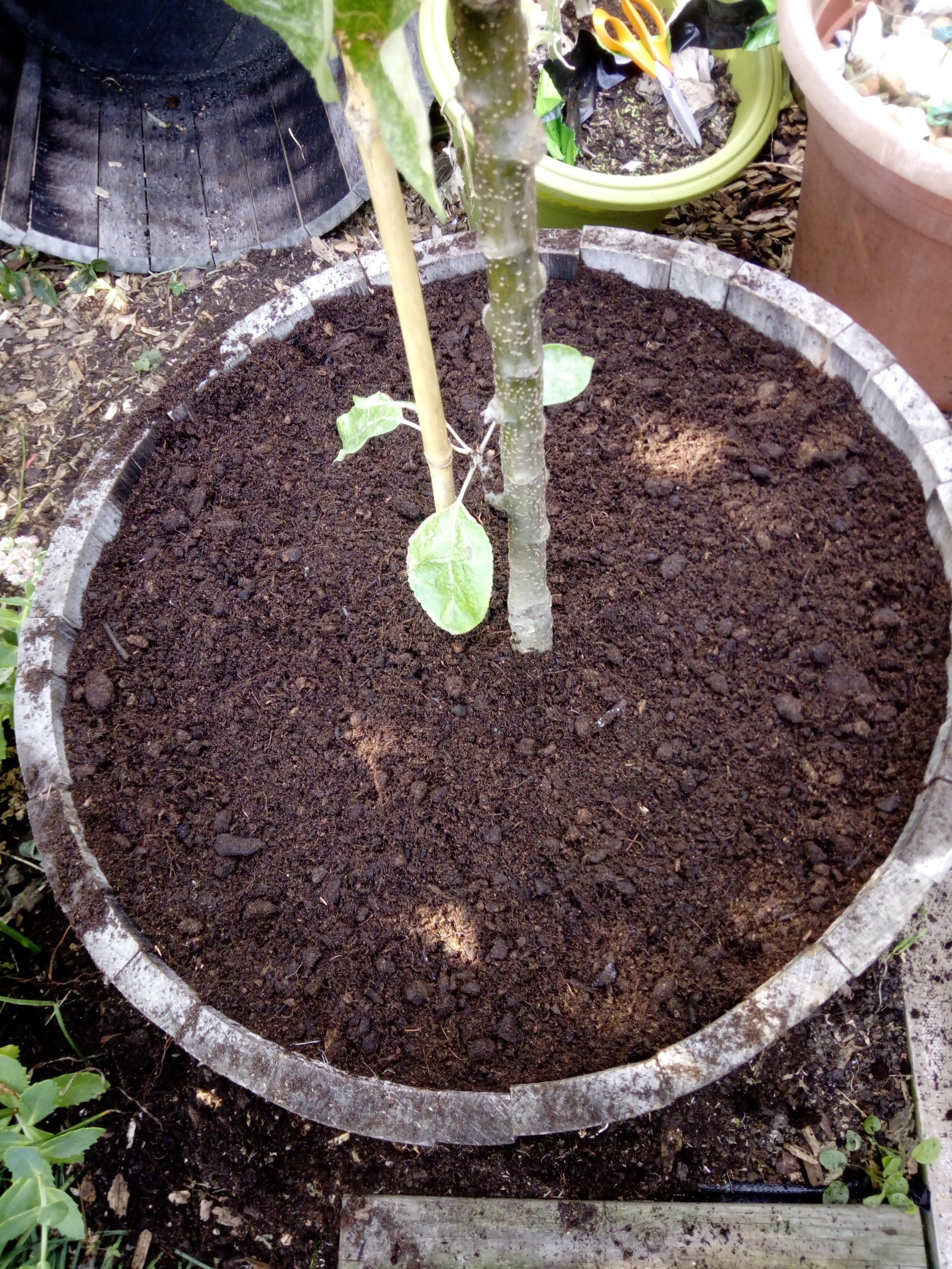 Planting Apples Trees into Wooden Half Oak Whisky Half Barrels