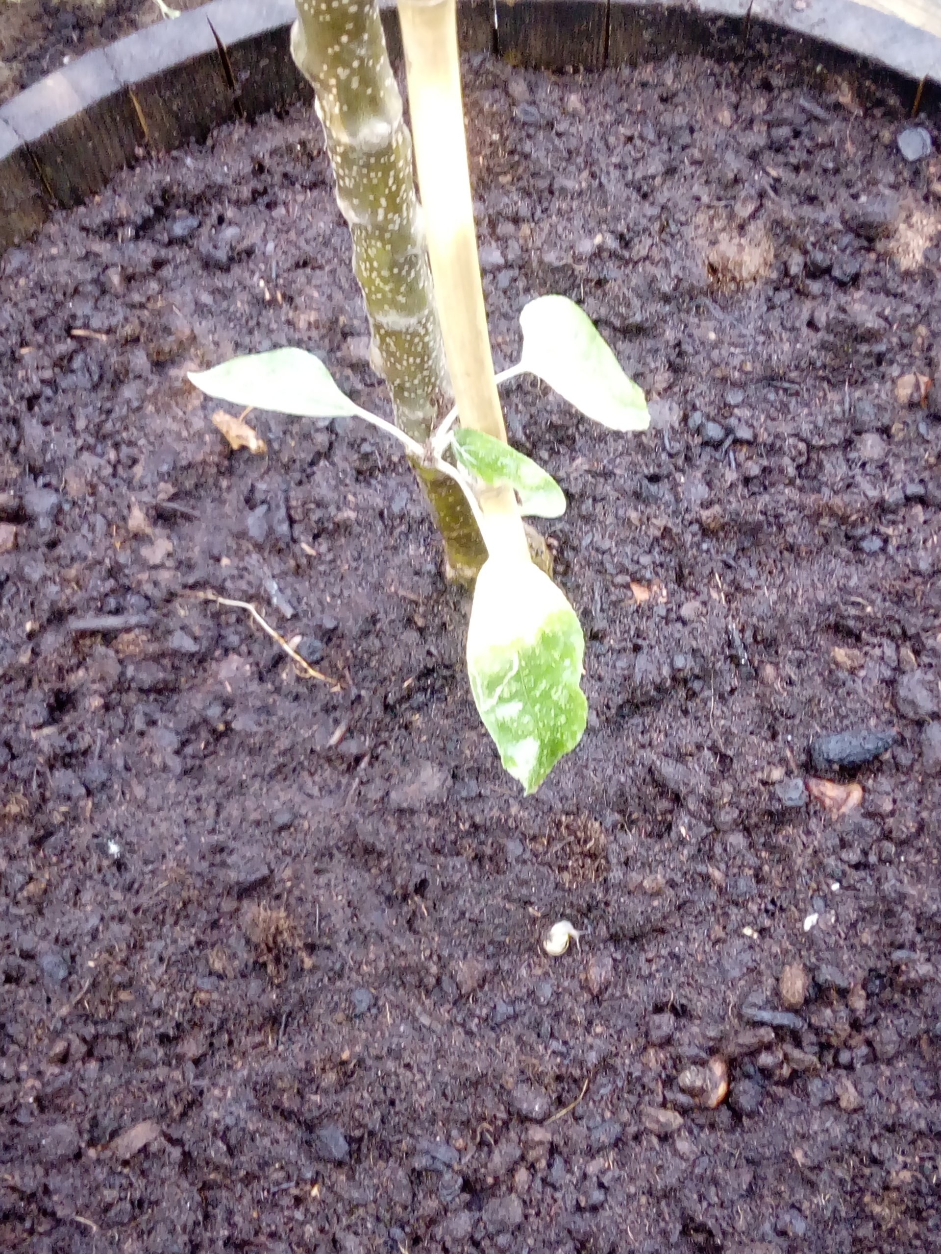 Planting Apples Trees into Wooden Half Oak Whisky Half Barrels