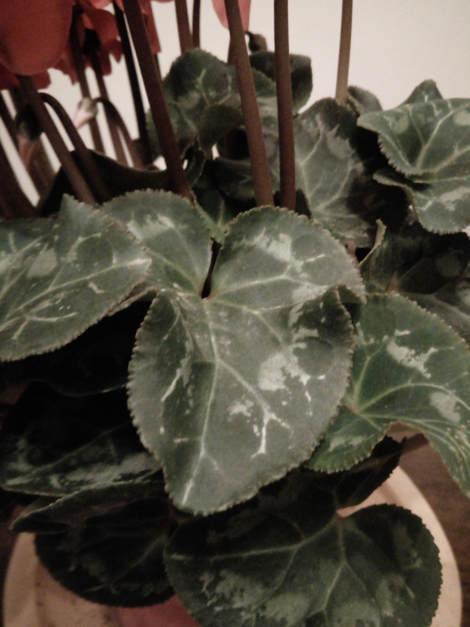 How to Care for Indoor Cyclamen