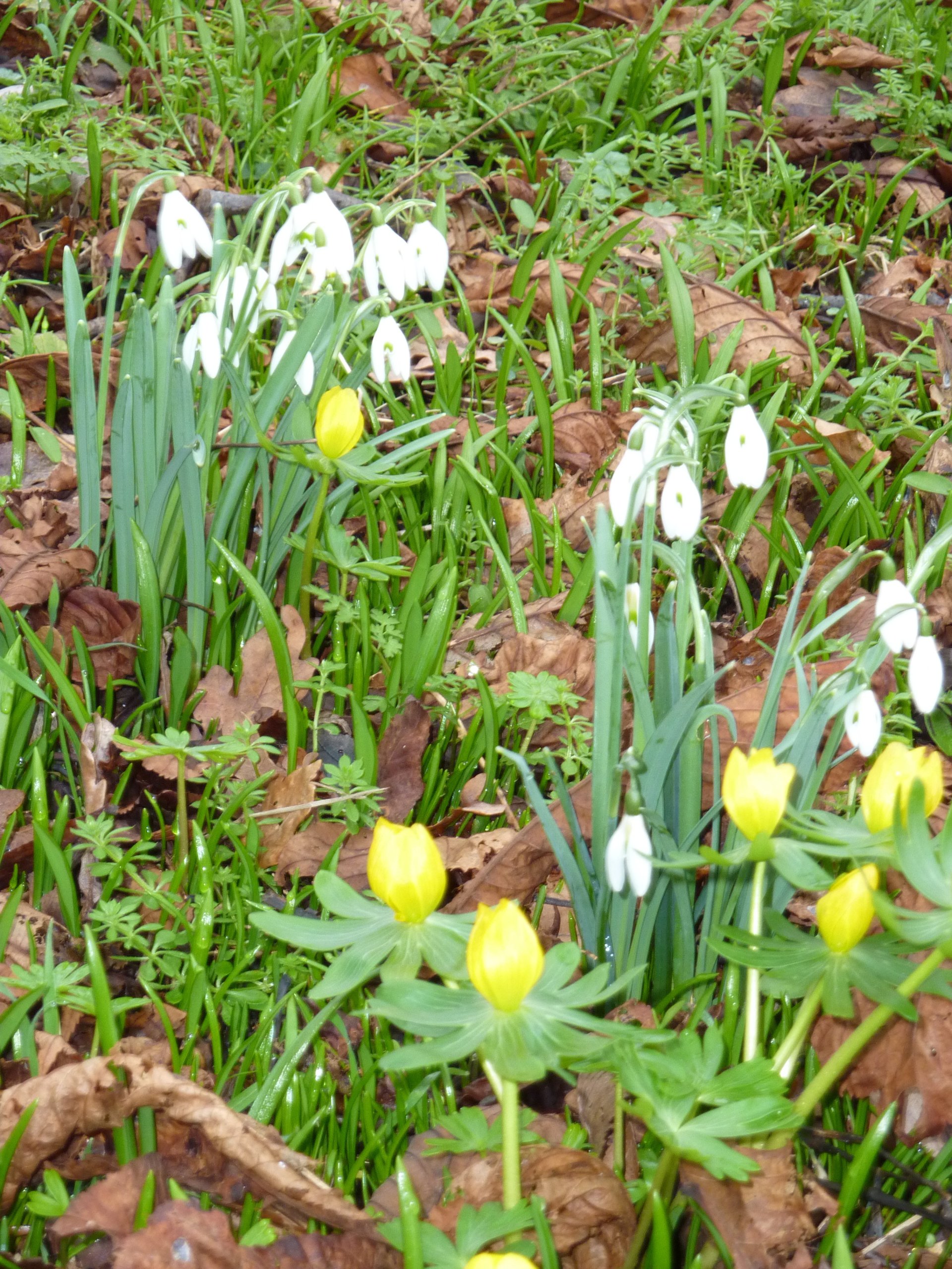 How to Grow Snowdrop Bulbs