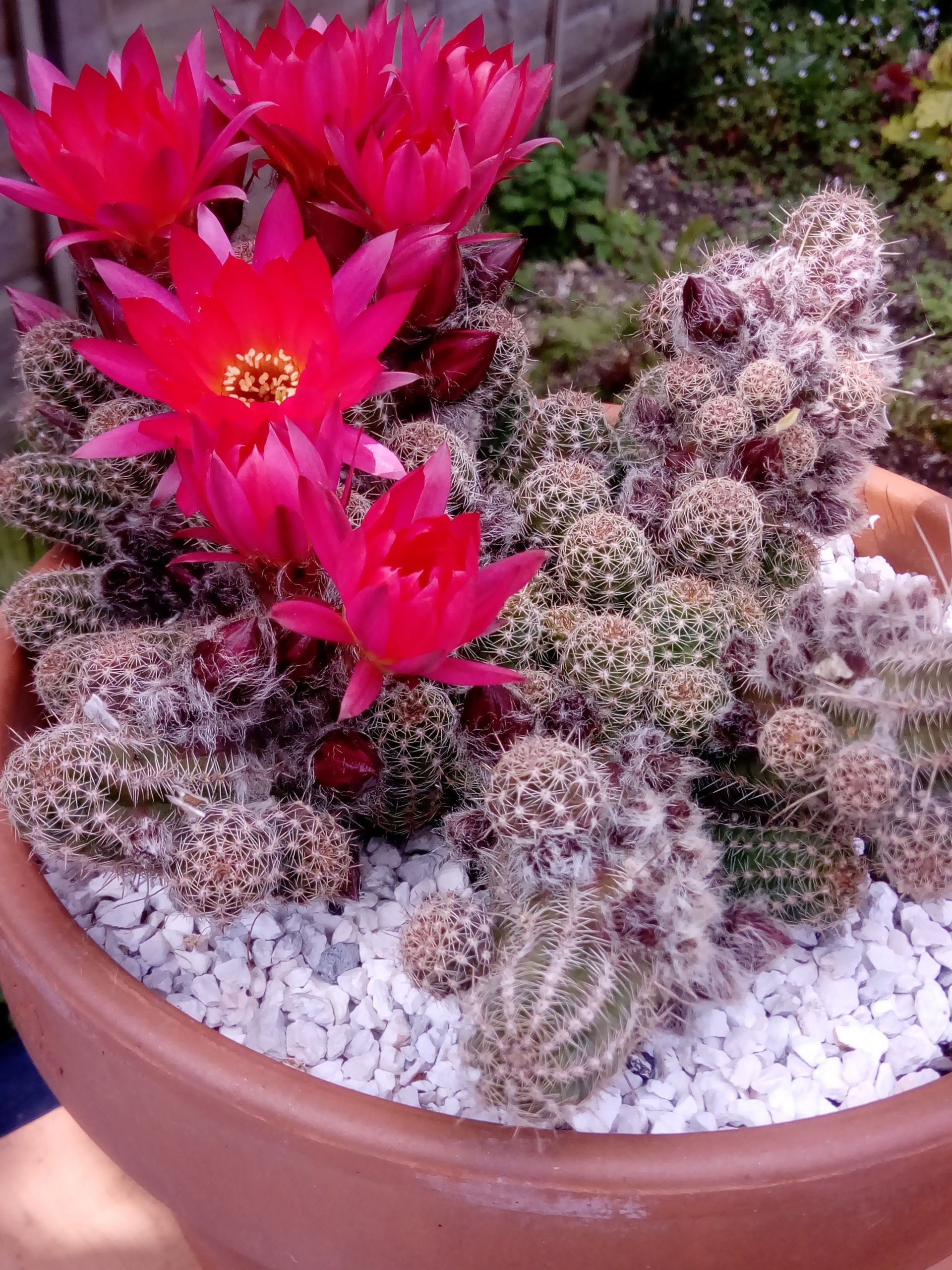 Hardy UK Garden Cactus - Chamaelobivia, the Peanut Cactus
