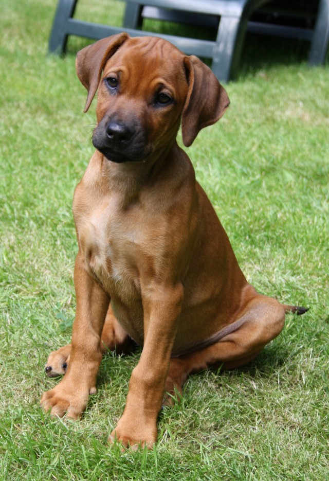 Rhodesian Ridgebacks 'von Afrikas Wonda'