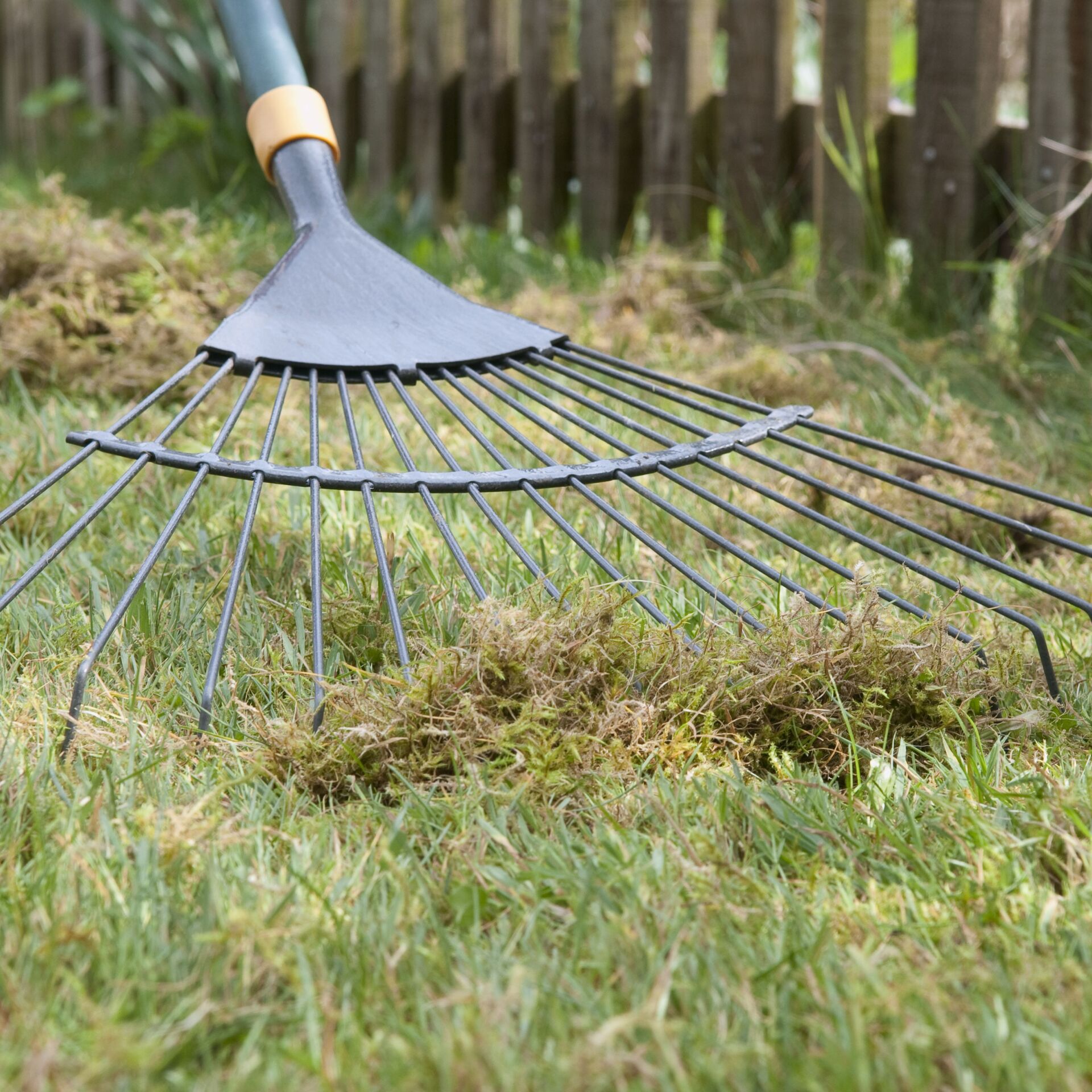 Lawn Moss Control - Best in Grass