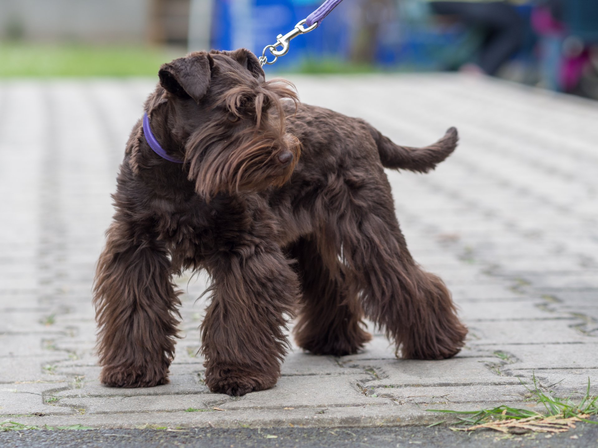 American Schnauzer vom Pegnitztaler Land