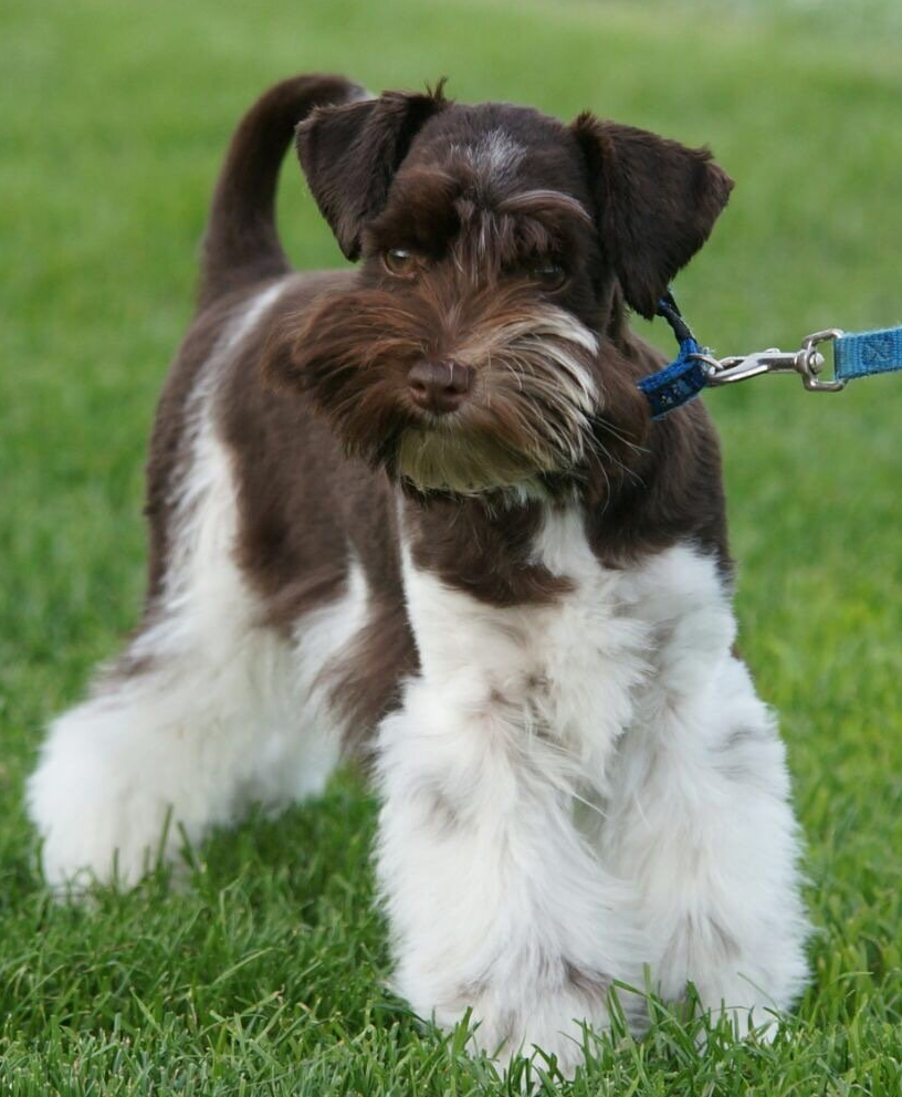 American Schnauzer vom Pegnitztaler Land