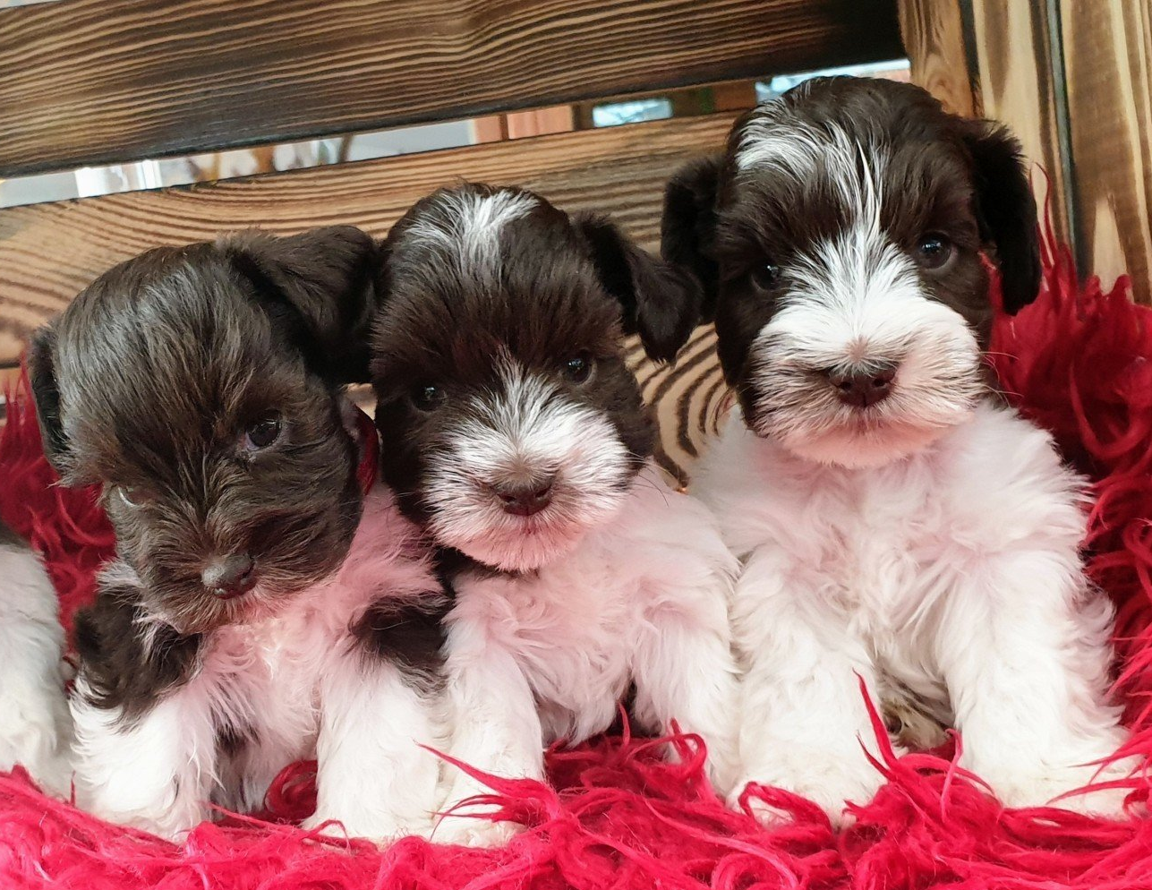 American Schnauzer vom Pegnitztaler Land