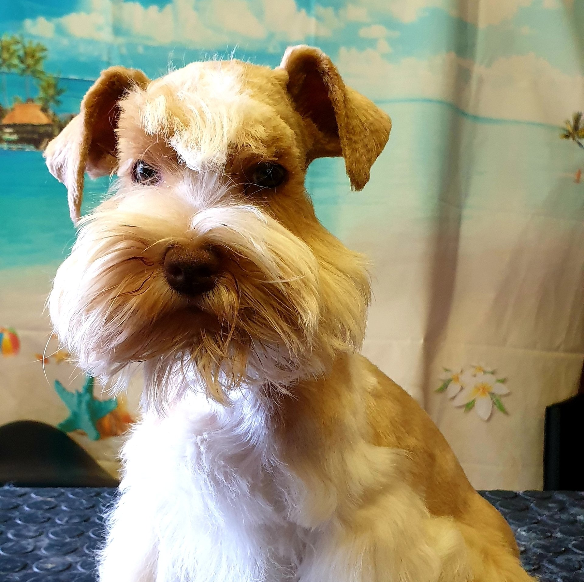 American Schnauzer vom Pegnitztaler Land