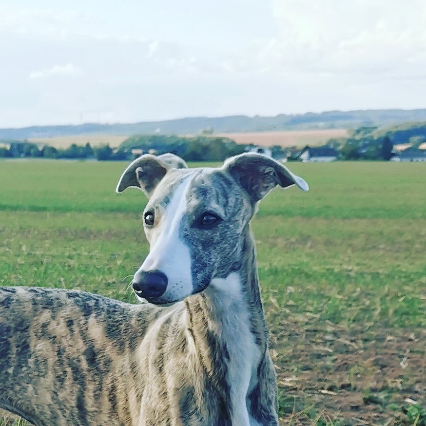 Silken Diamonds Whippets