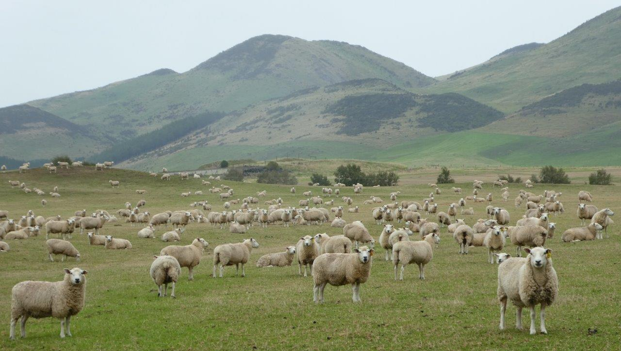 Easyrams 100% NZ Grass Fed Maternal Rams and Terminal Rams