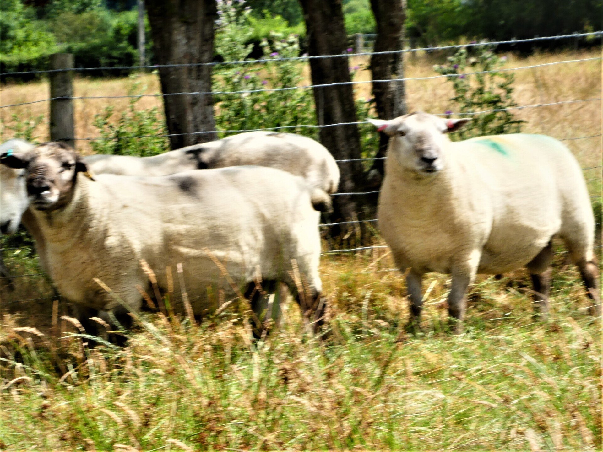 Easyrams 100% NZ Grass Fed Maternal Rams and Terminal Rams
