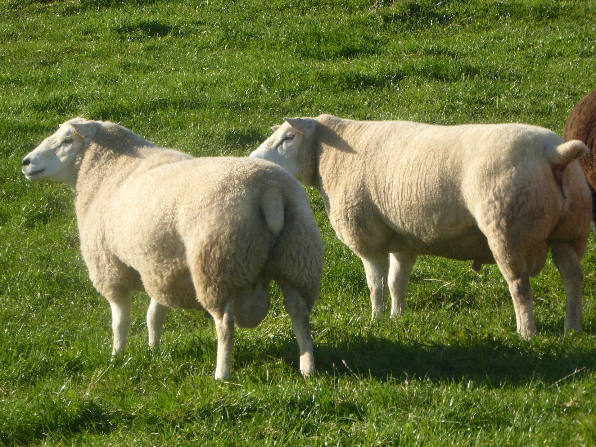 Easyrams 100% NZ Grass Fed Maternal Rams and Terminal Rams