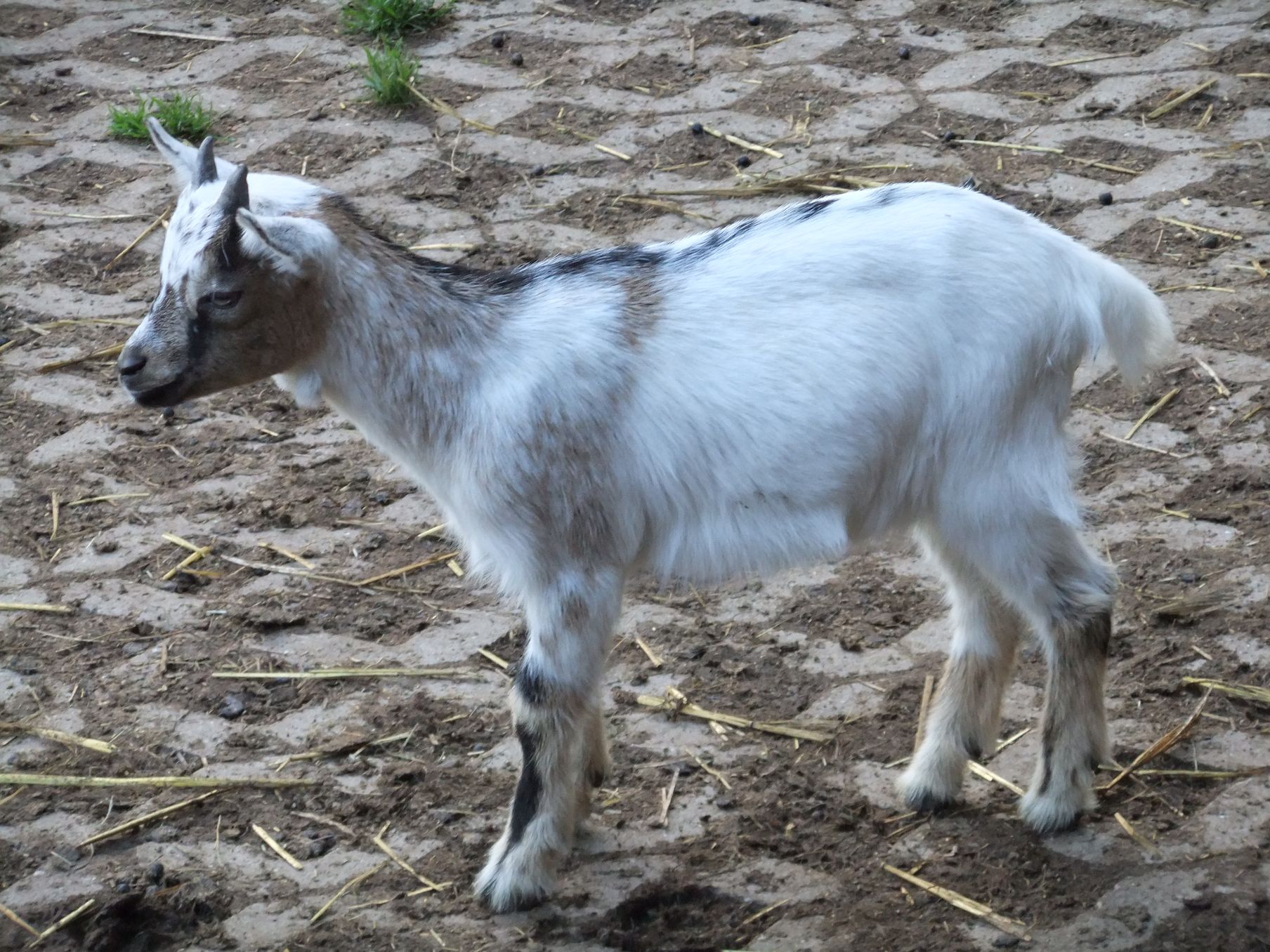 Gackenbach, Buchfinkenland, Ortsgemeinde Gackenbach, Wild- und ...