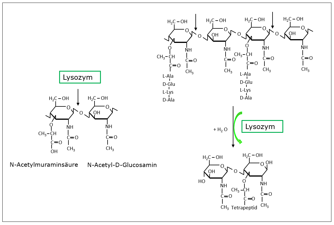 Lysozym als Zusatzstoff für die Konservierung von Lebensmitteln