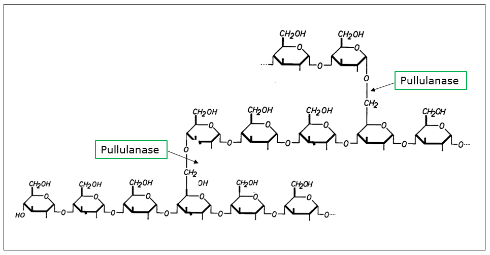 Pullulanase zur Hydrolyse von Dextrinen während der Stärkeverzuckerung