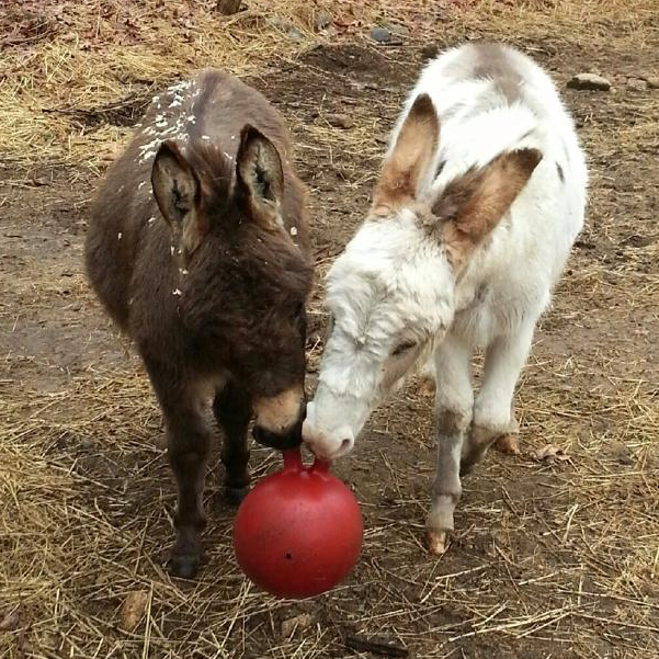 Mobile Veterinary Services | Connecticut | Green Valley Veterinary Services