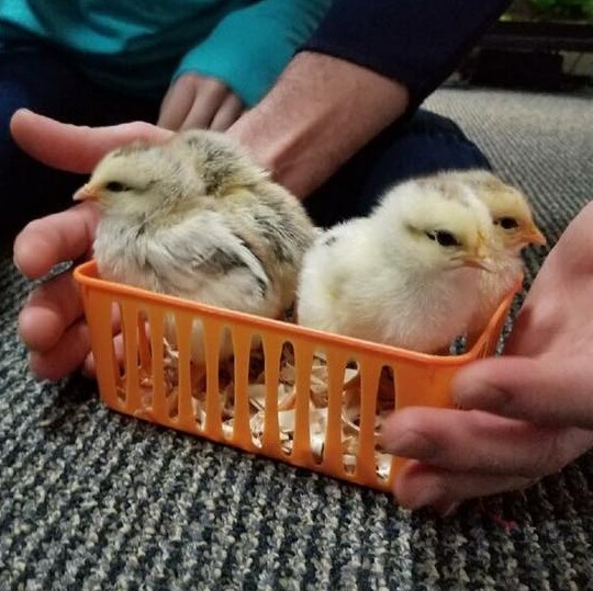 Mobile Veterinary Services | Connecticut | Green Valley Veterinary Services